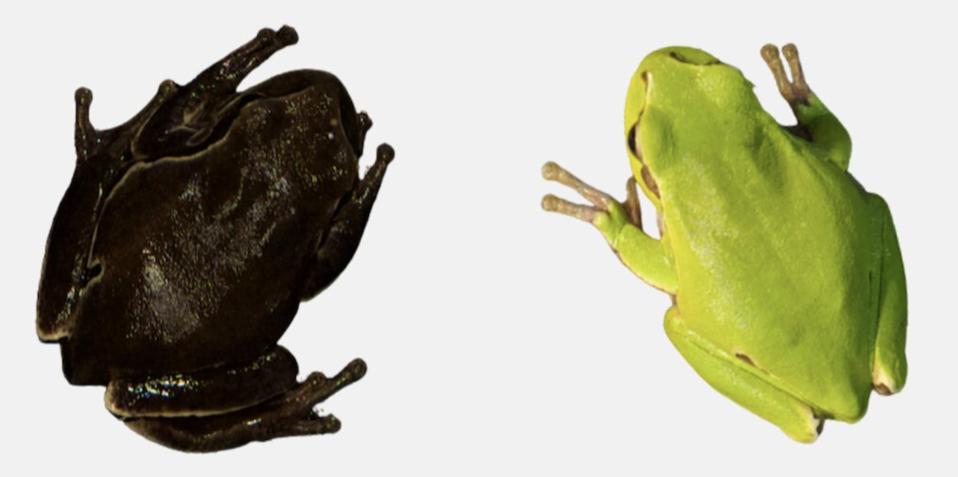 Chernobyl’s Radiation Turned Its Local Frogs Black