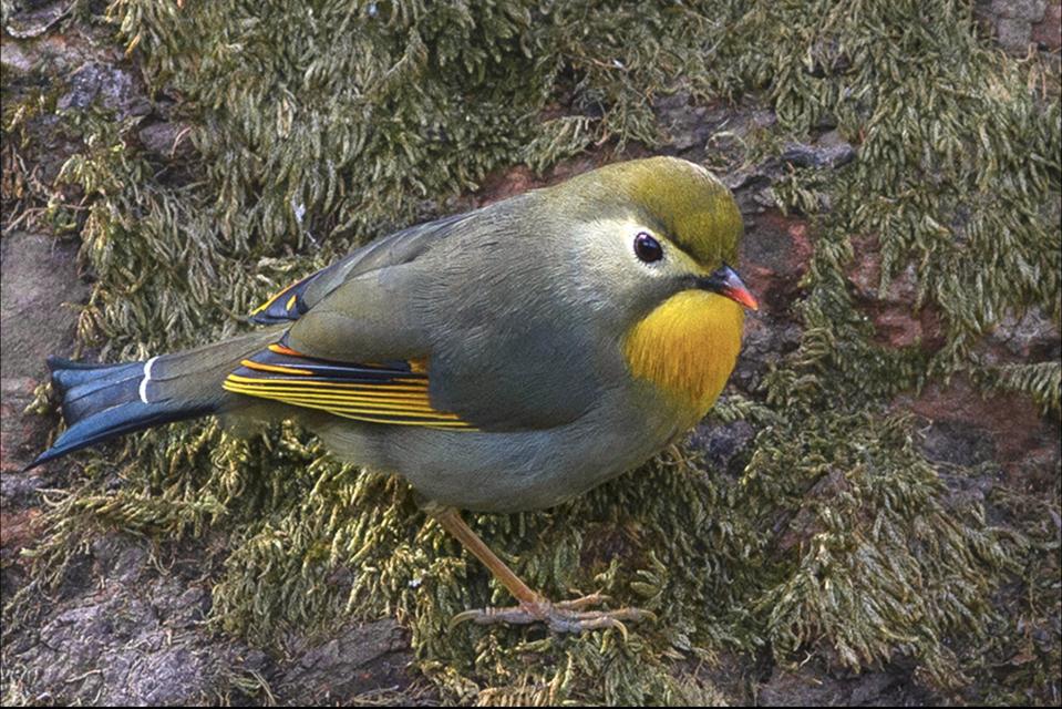 Is This Colorful Asian Songbird Invading Britain?