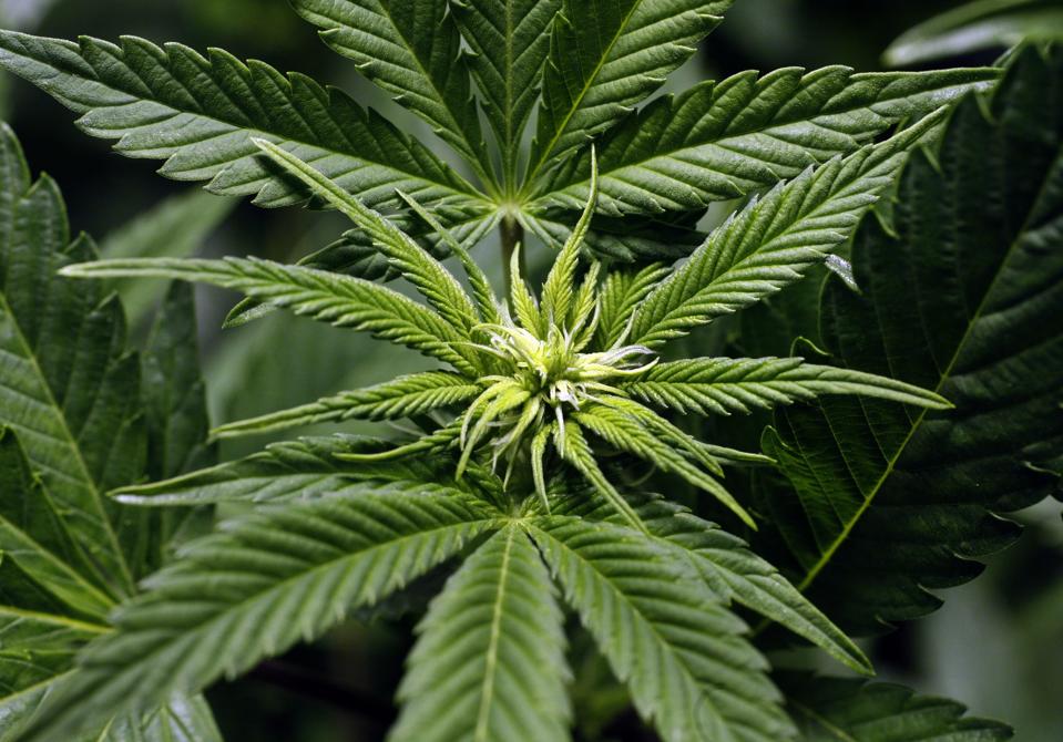 VJ Scientific Unveils New X-Ray Cannabis Decontamination Machine