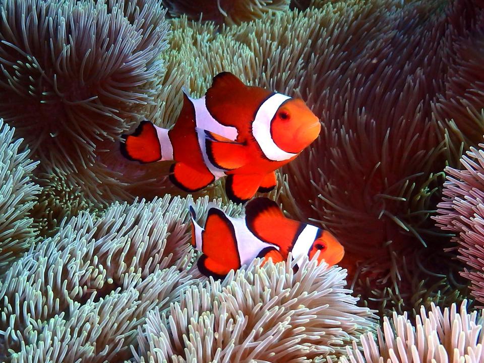 Is Nemo A Meanie? Clownfish Stripes Predict Aggressiveness