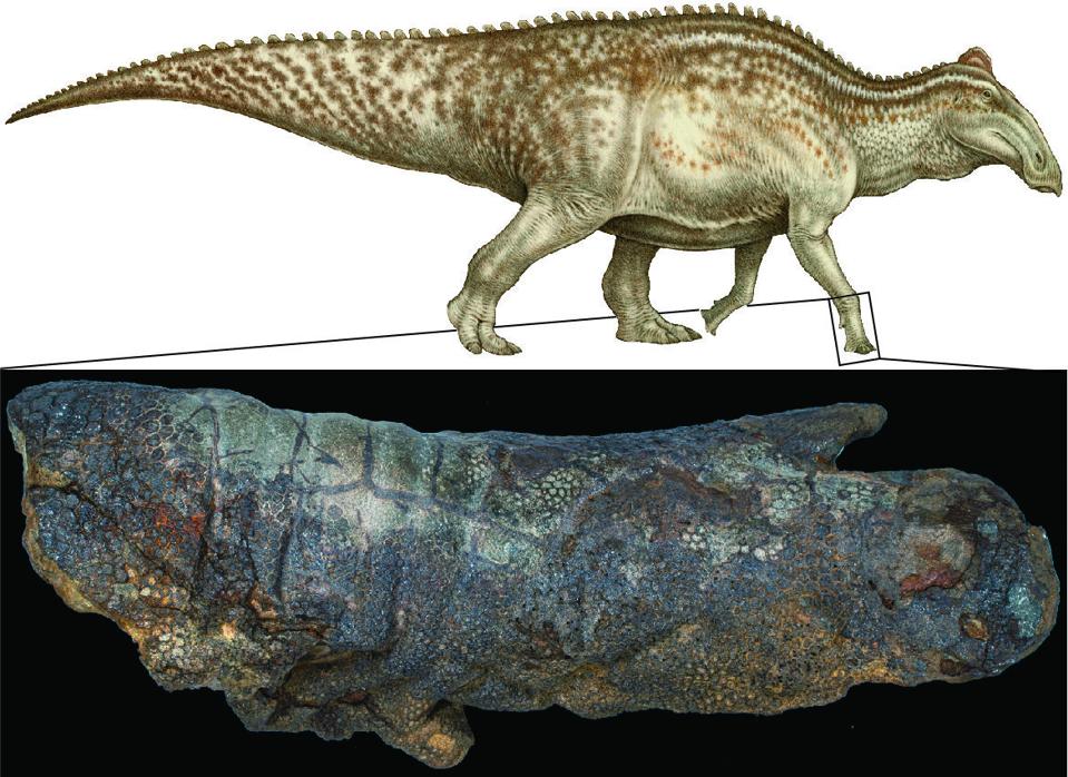 Dinosaur ‘Mummies’ Might Not Be As Unusual As We Think