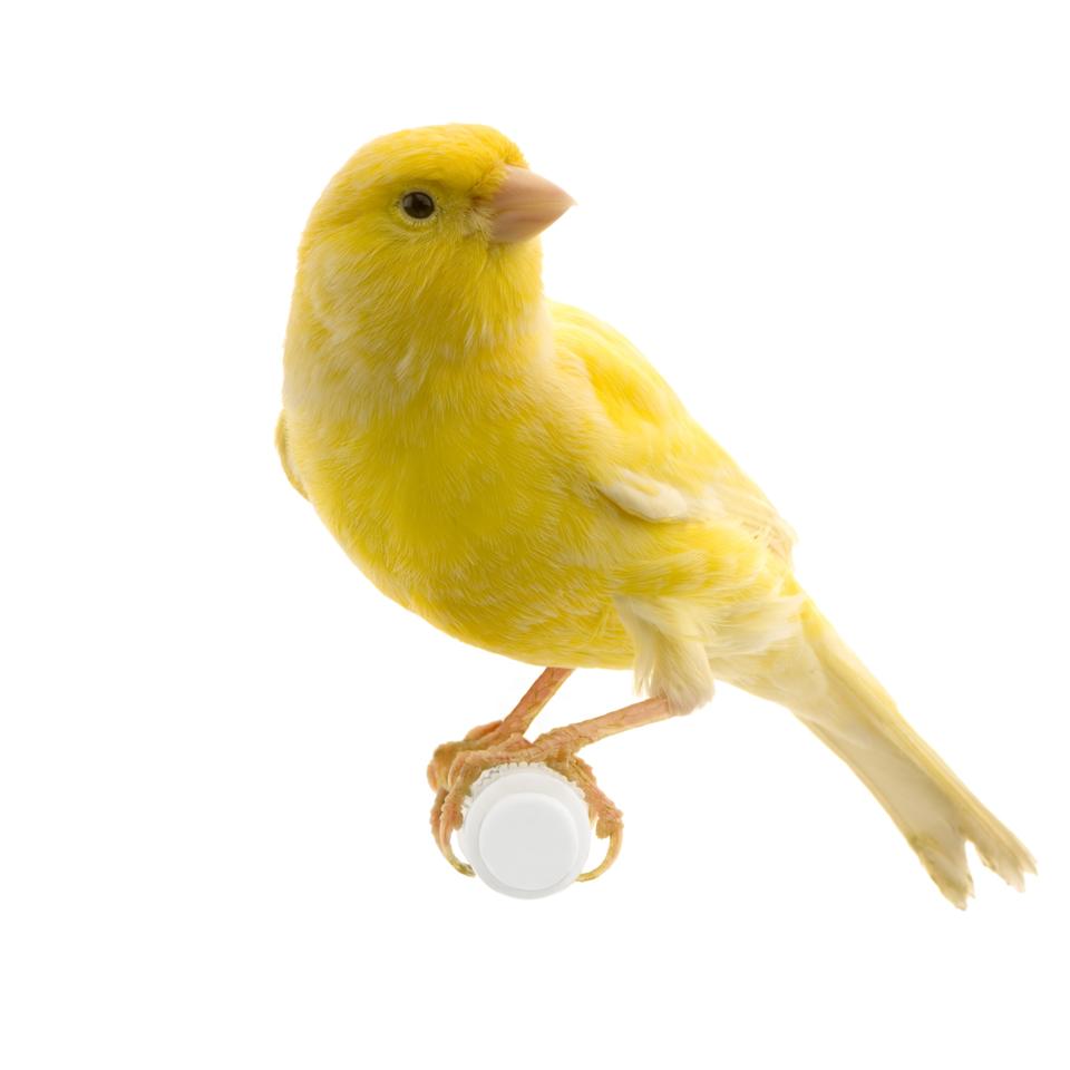 The U.K. Canary In The Federal Reserve Coal Mine
