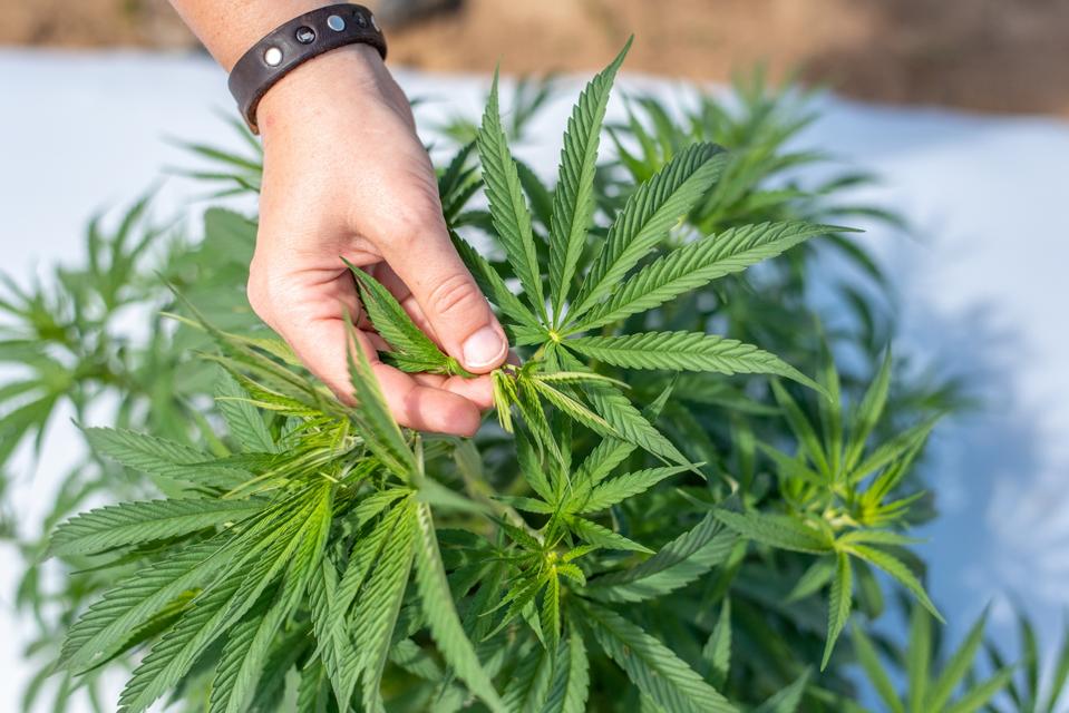 Utah Medical Cannabis Flooded With Synthetic Cannabinoids From Hot Hemp