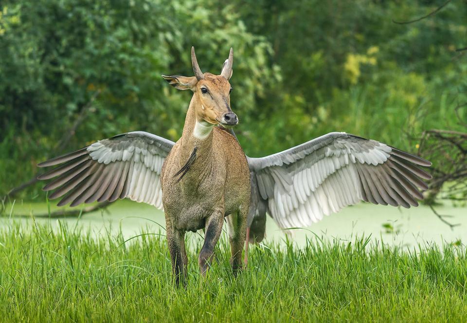 The Funniest Animal Photos: 20 Finalists Of Comedy Wildlife Photography ...