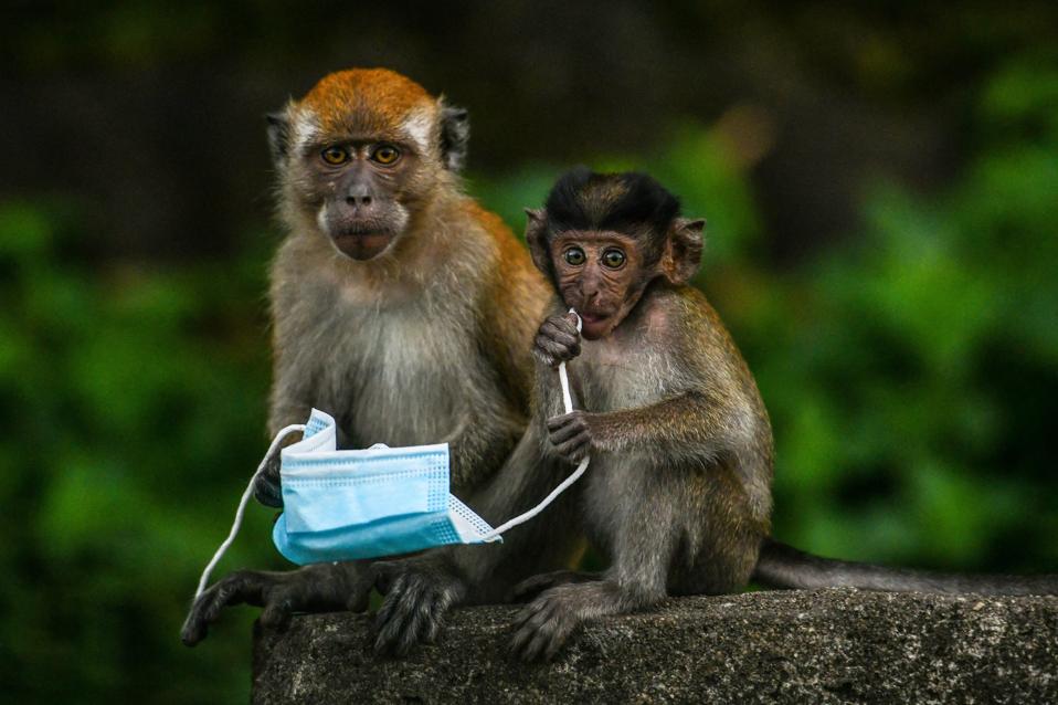 Broadly Neutralizing SARS-CoV-2 Antibodies From Immunized Macaque Monkeys
