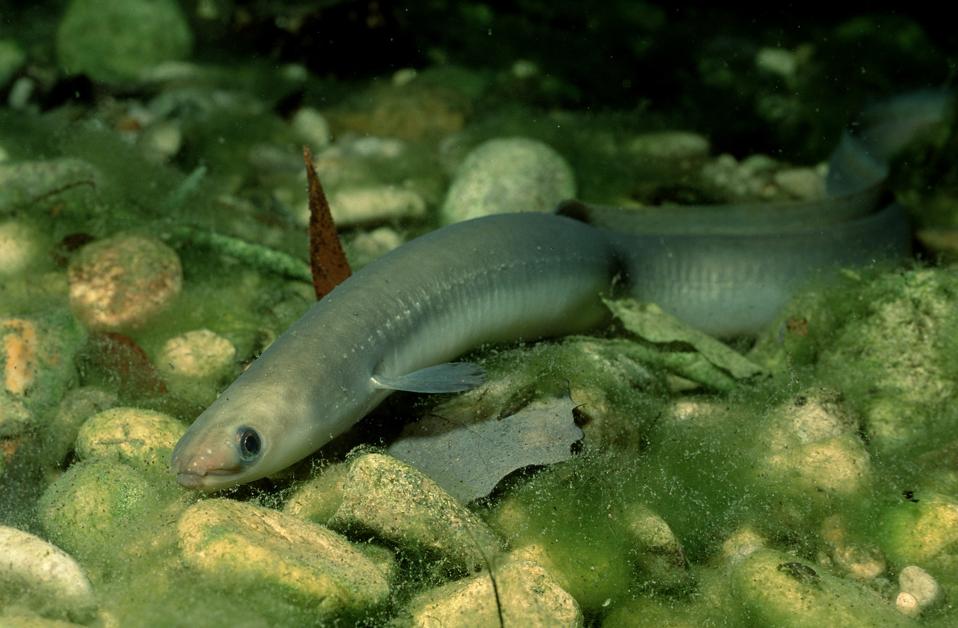Scientists Show Eel Breeding Grounds For The First Time