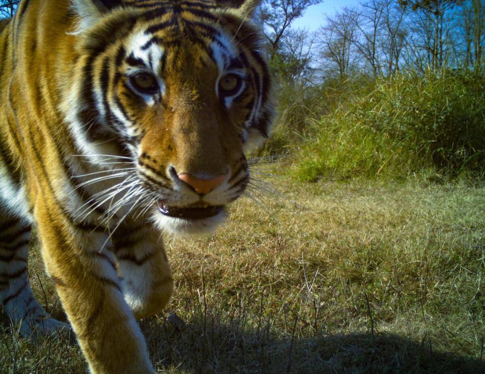 Reversing Dramatic Decline Of World’s Wildlife Will Require ...