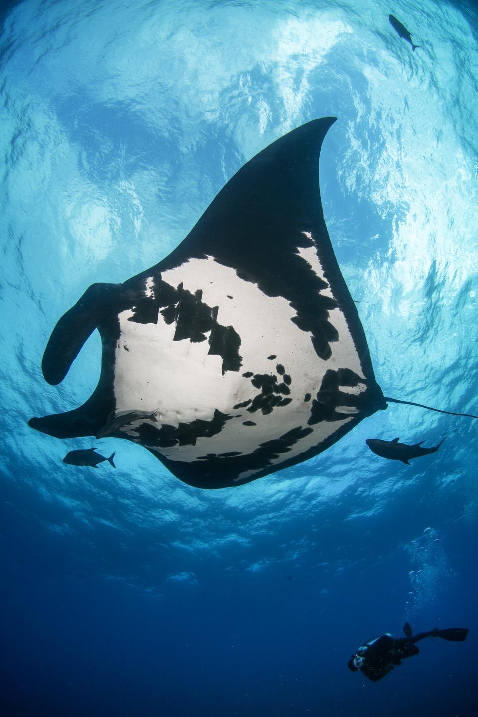 Found: World's Largest Population Of Giant Oceanic Manta Rays