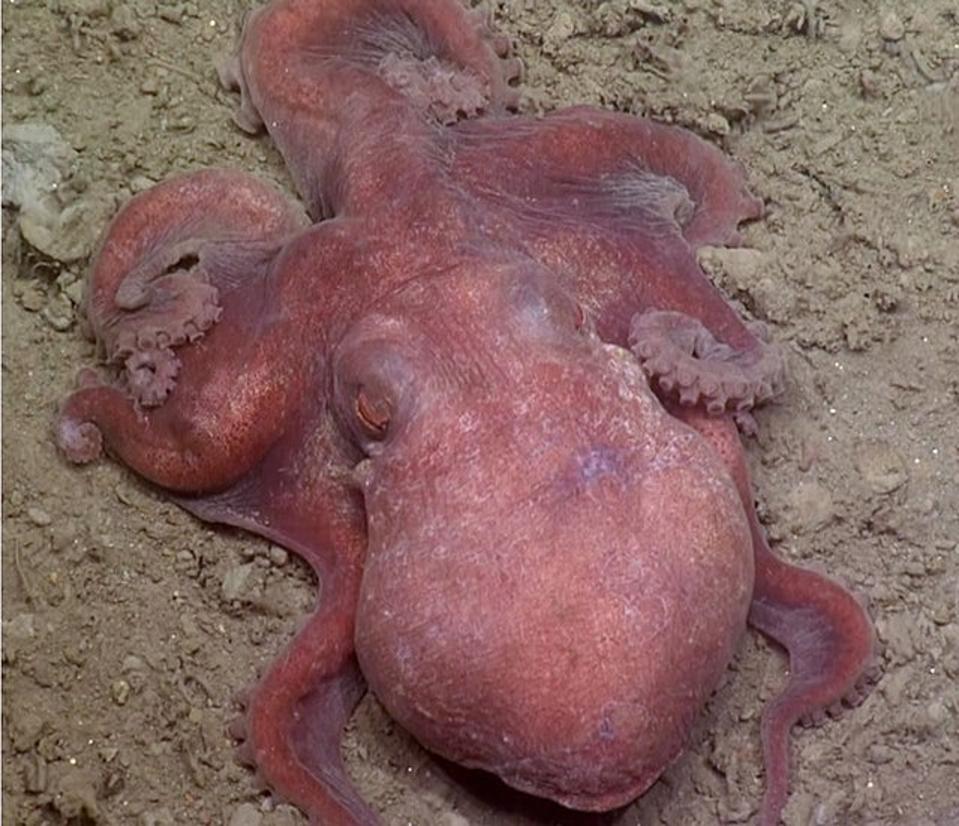 In A Rare Occurrence, Deep Sea Octopus Eggs Hatch In San Diego Laboratory