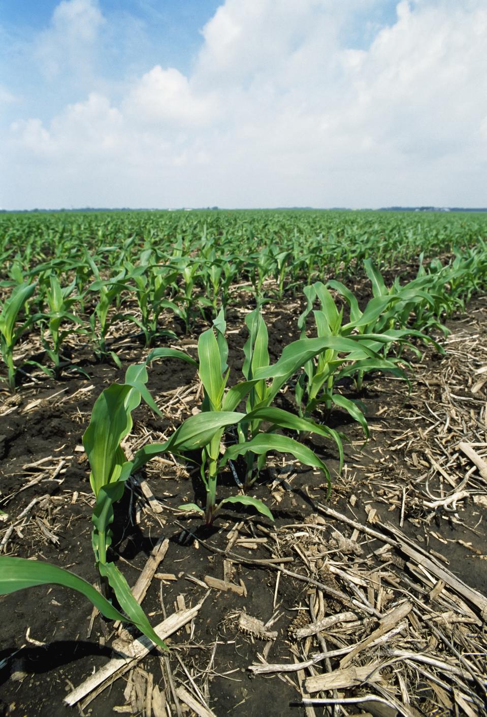 “A Stroke Of Serendipity” - A Technology Developed For The Bioethanol ...