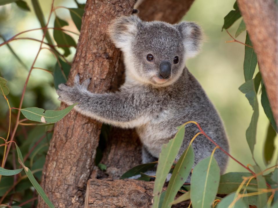 How We Can Preserve Koala Habitats