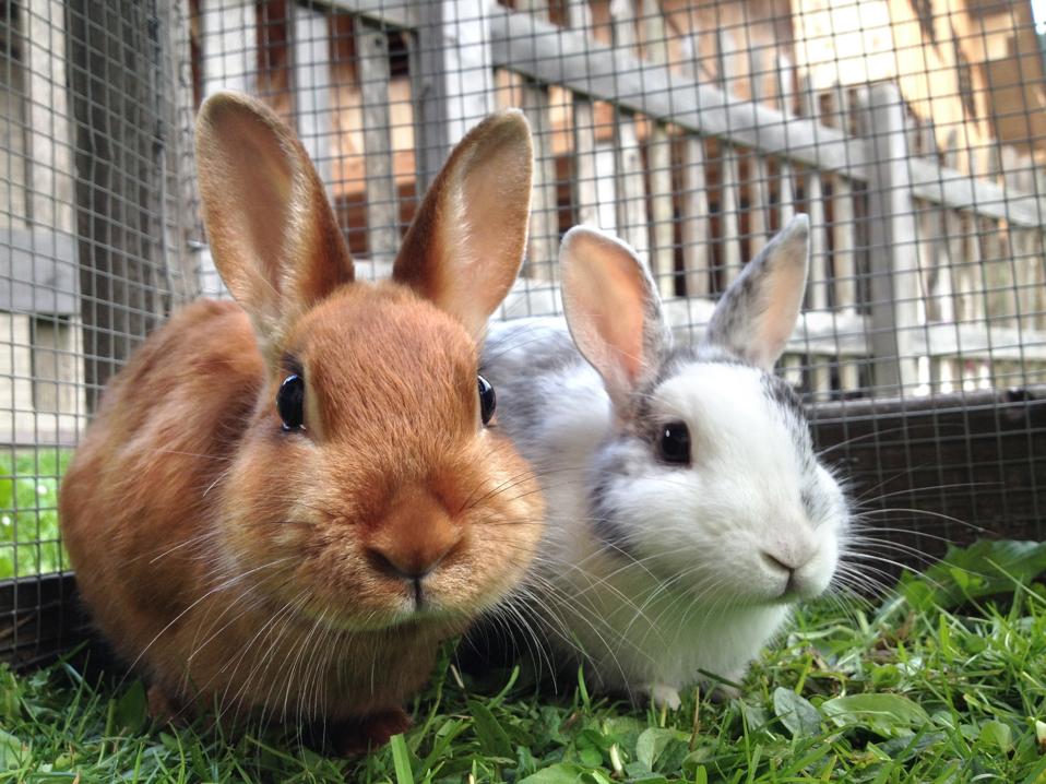How Rabbits Could Be The Next Climate Change ‘Canary In The Coal Mine’