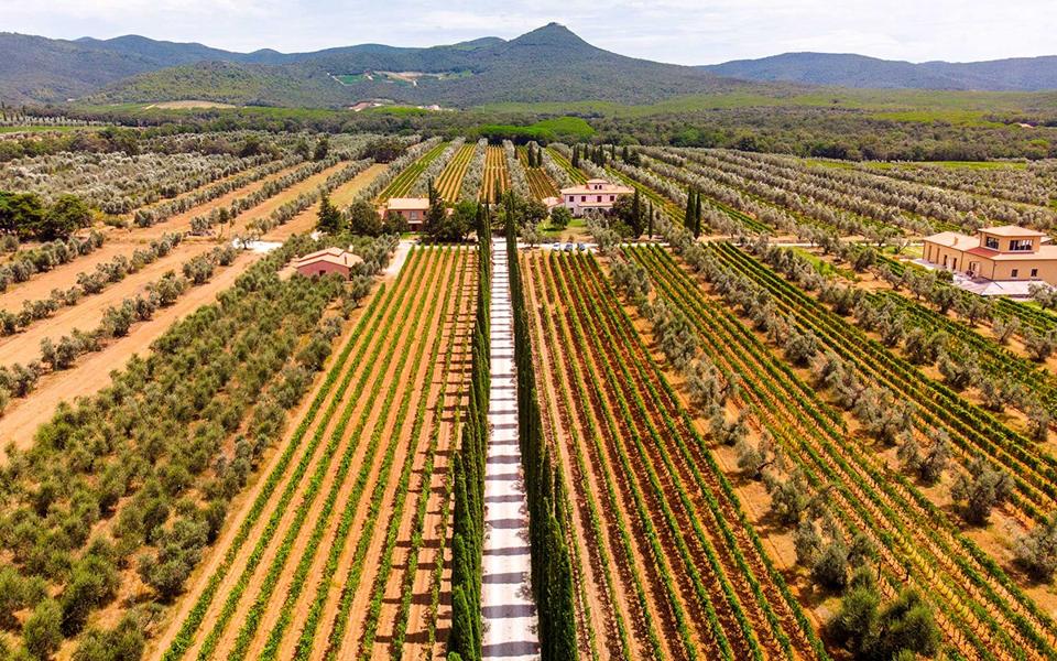 Bolgheri - Remarkable Wines From The Tuscan Coast