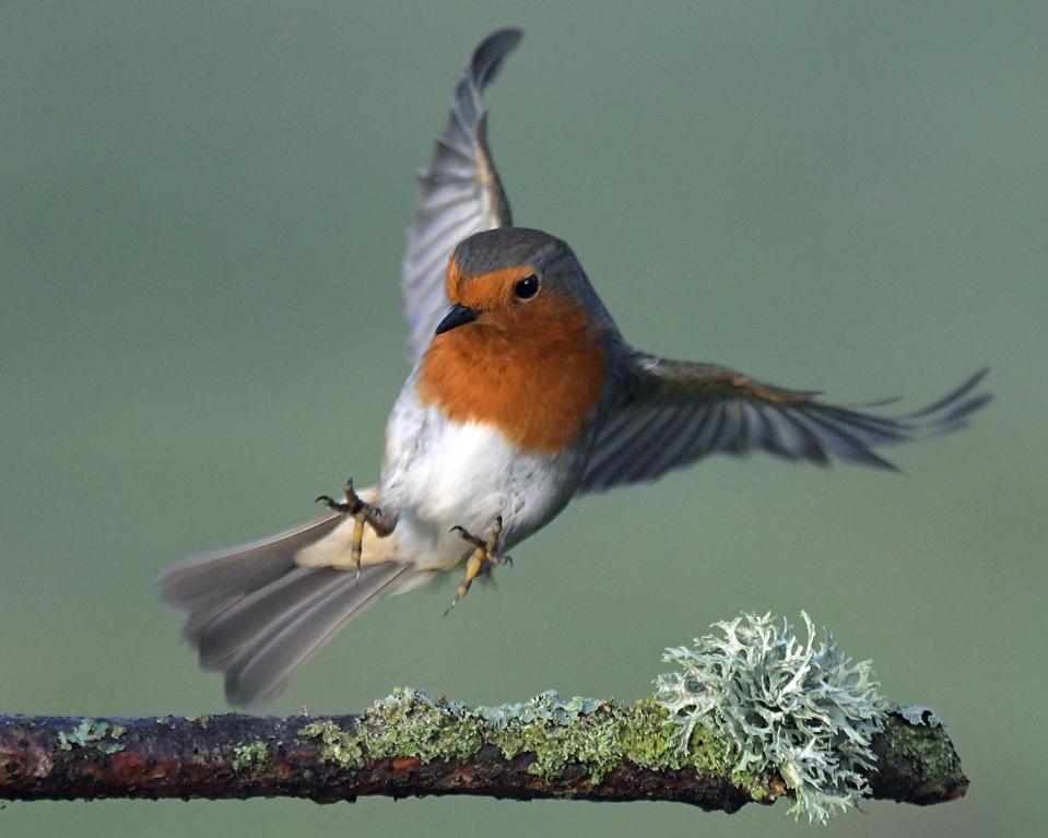 Angry Birds: Rural Robins Get ‘Road Rage’ When Exposed To Traffic Noise