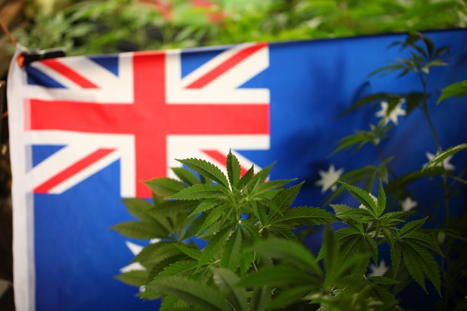 Cannabis Decriminalization Can Help Australian Taxpayers Save $850 ...