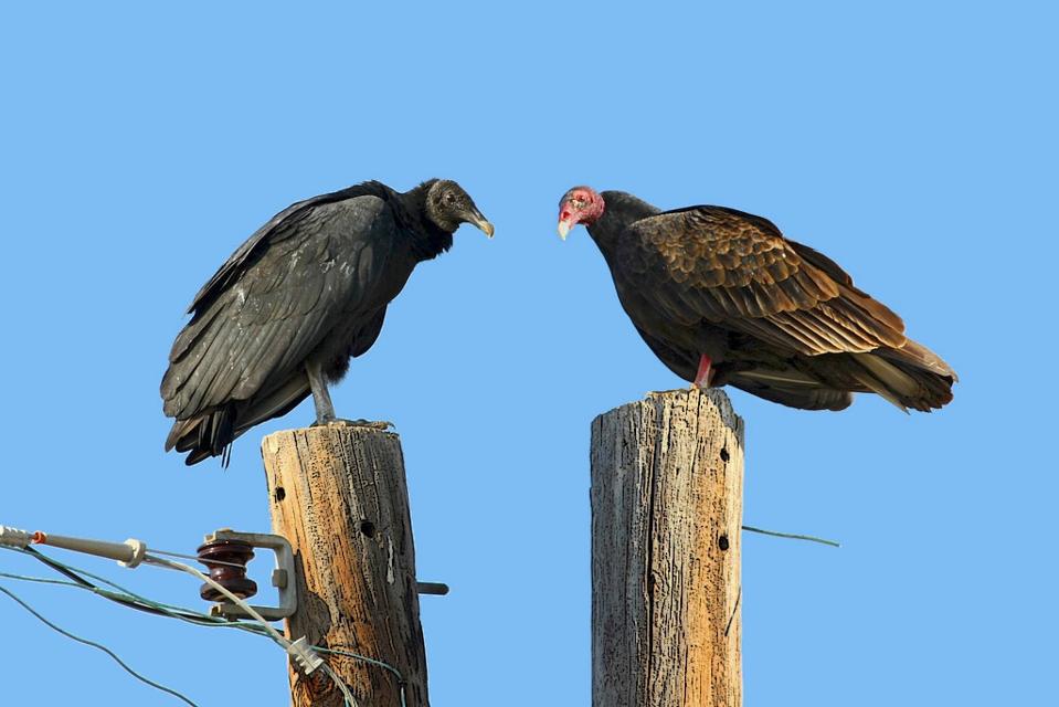 Why Do North American Vultures Have Either Red Or Black Heads?