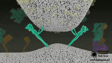 New Insights Into The Postfusion Structure Of SARS-CoV-2 Spike Protein