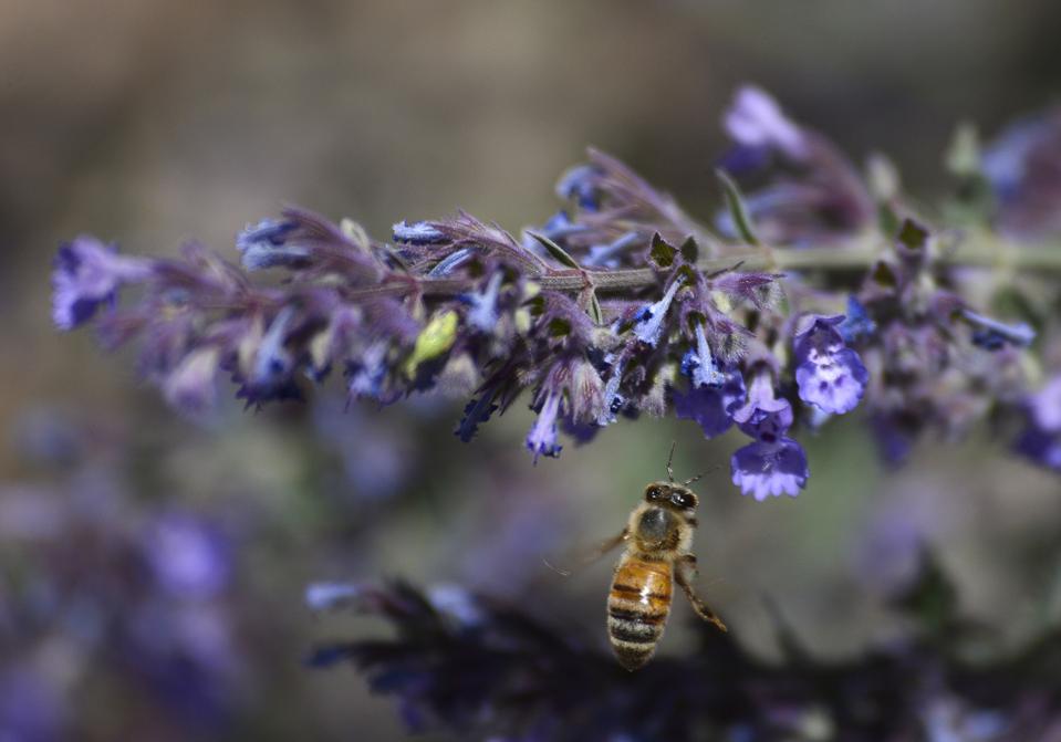 Poor Pollination Led To More Than 400,000 Excess Deaths Due To Lower ...