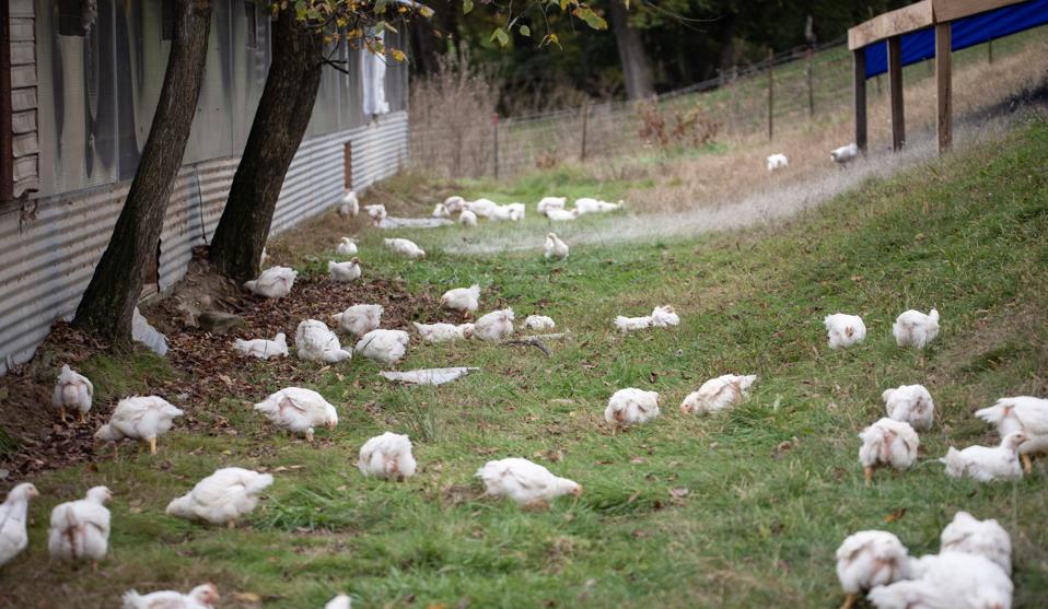 Why You Should Buy Your Chicken From Family Farms