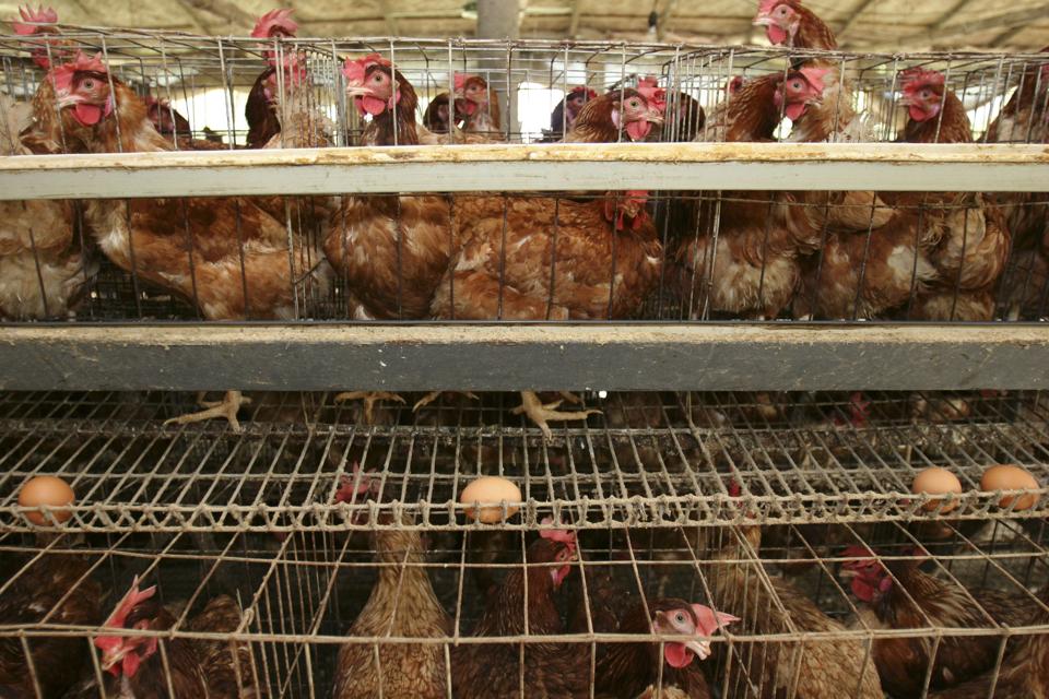 The Humane League Works To Free Factory Farm Animals From Horrid Conditions