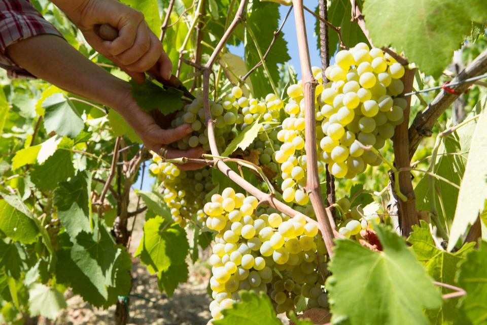 Falanghina: A Vibrant Italian White Wine Takes Center Stage