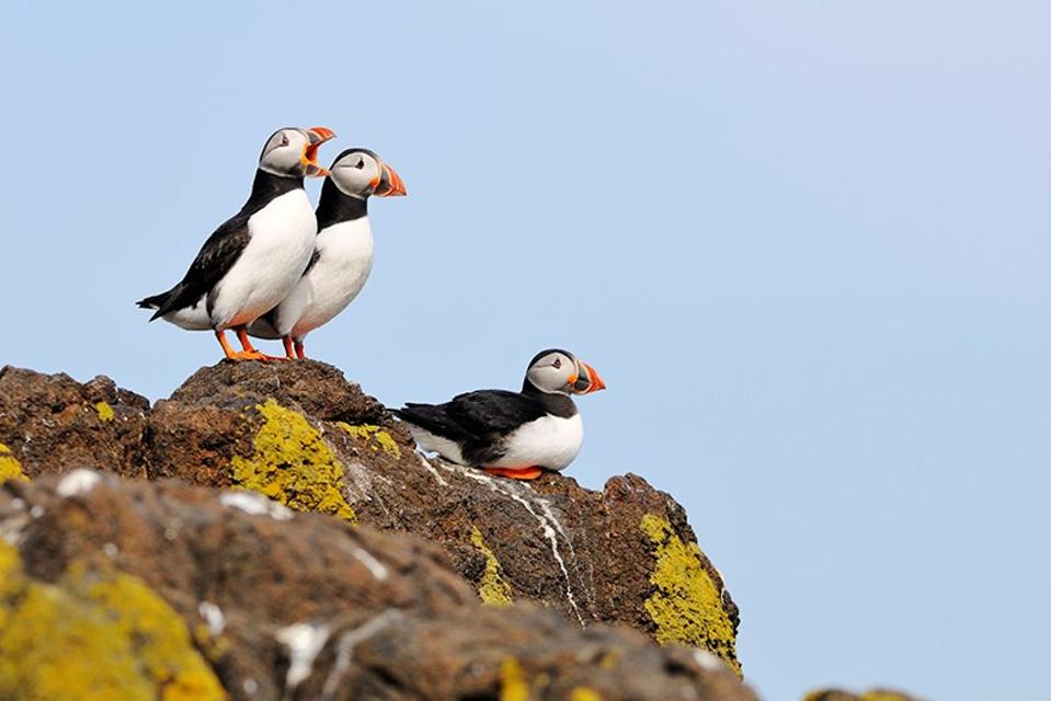 This Is How AI Is Helping Monitor And Count Puffins