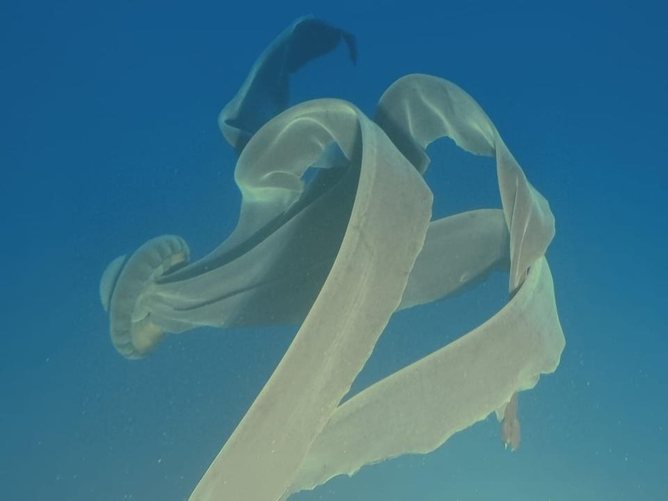 Rare Giant Phantom Jellyfish, Oh My! Viking Expedition Ships Aid ...