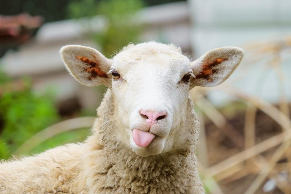 Sheep As Urban Lawn Mowers Improve Environmental And Human Health