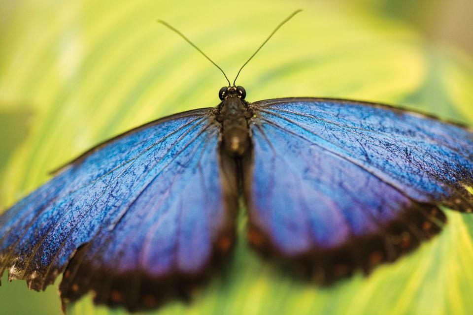 Butterflies Inspire Paint Without Pigments