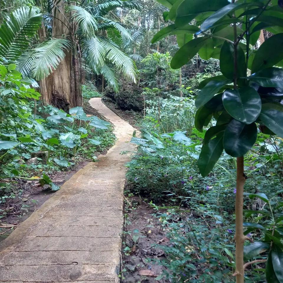 Here’s How To Enjoy Grapefruit In The Land Of Its Origin— Barbados