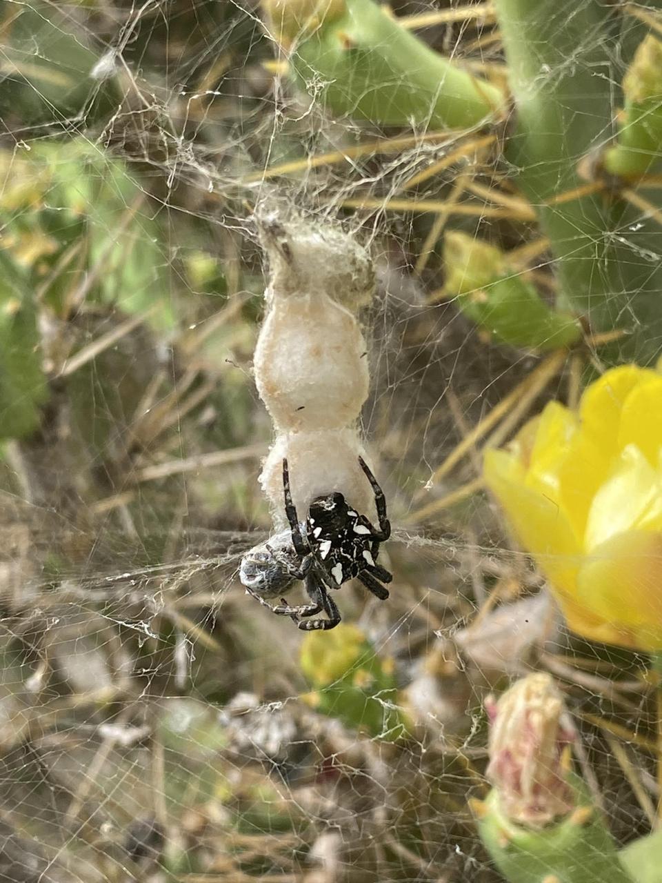 Using These Spiders For Pest Control Can Reduce Insecticide Use: U.K. Study