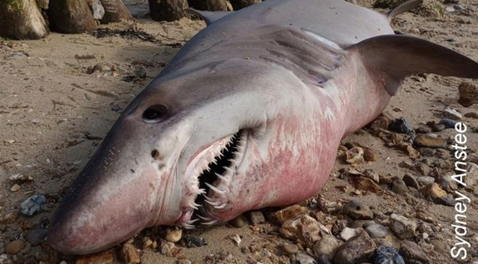 'Rare' Shark Beheaded On British Beach Prompts Appeal Scientists To ...