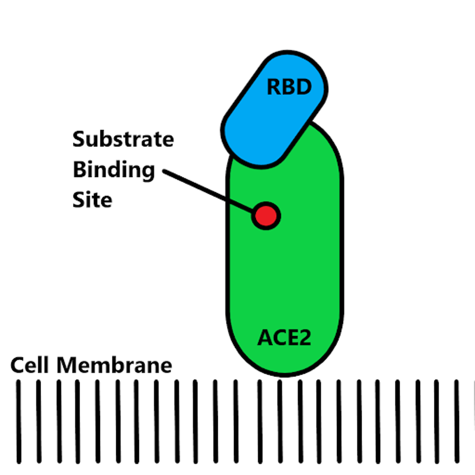 Anti-ACE2 Monoclonal Antibodies To Prevent And Treat COVID-19