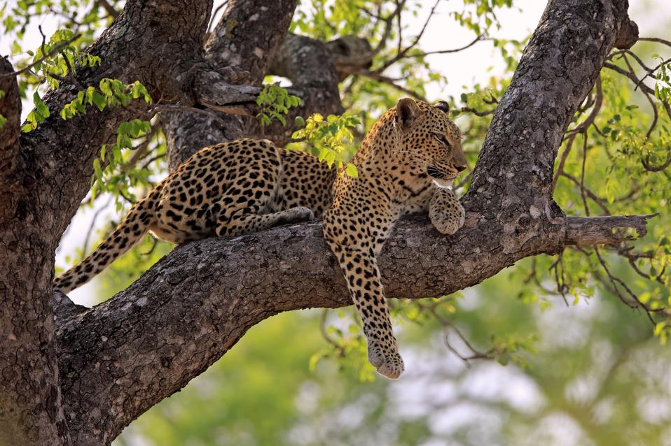 Travel With Meaning: The Ultimate African Adventure With The Divine Destination Collection