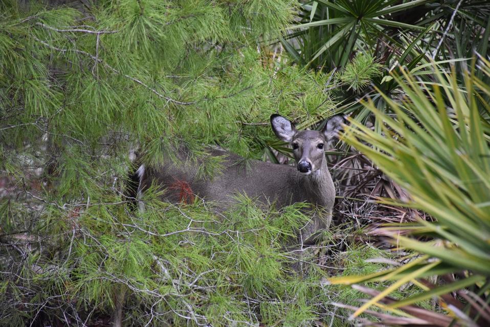 Why Don’t White-Tailed Deer Get Lyme Disease?
