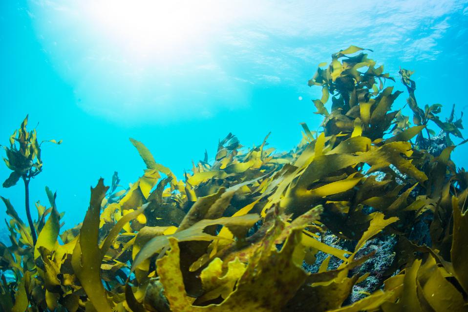 Seaweeds Permanently Store Blue Carbon