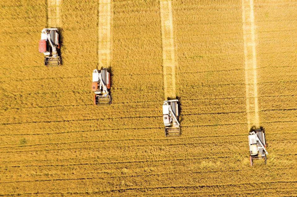 World’s Largest Wheat Producer Now World’s Largest Wheat Importer Too