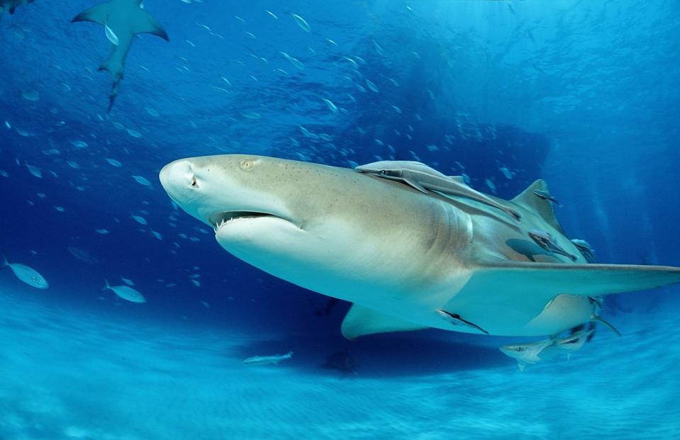 Police Arrest Man Accused Of Beating Shark With A Hammer