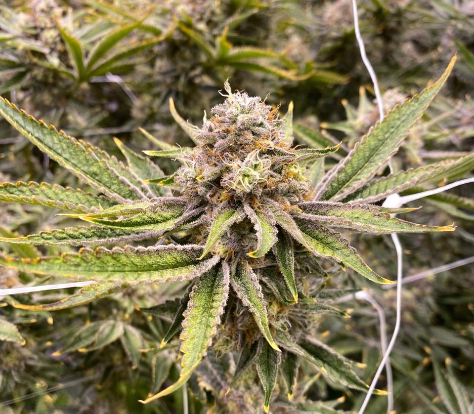 Maven Genetics Is On The Hunt For Exotic Gold