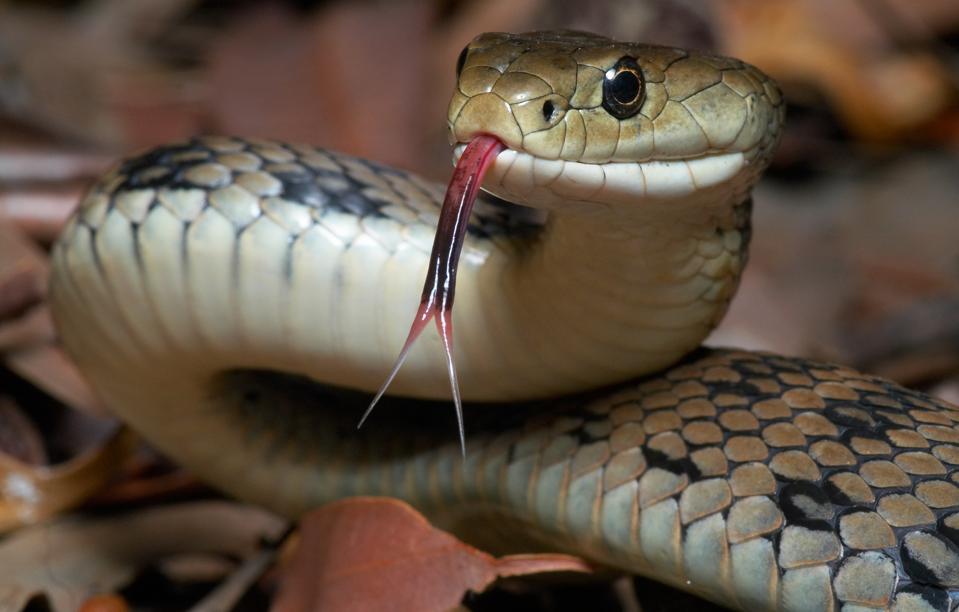 Snakes On A Tax Return—Why You Can’t Deduct Damage From A Snake ...