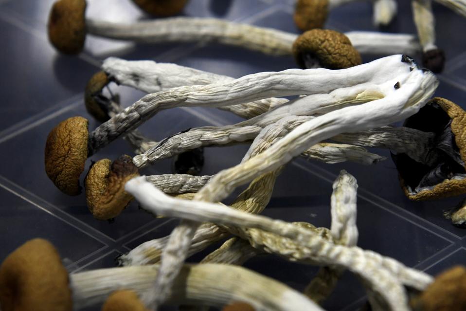 Study: Magic Mushroom Edibles In Oregon Contained No Psilocybin