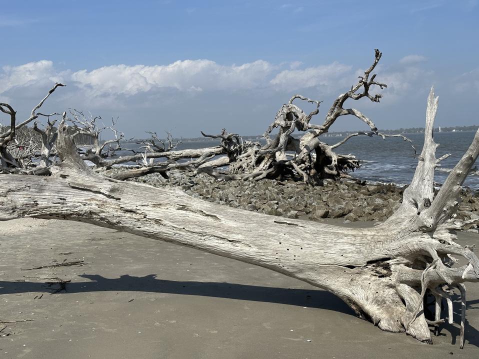 No beach in America is like Georgia's surreal Driftwood Beach.