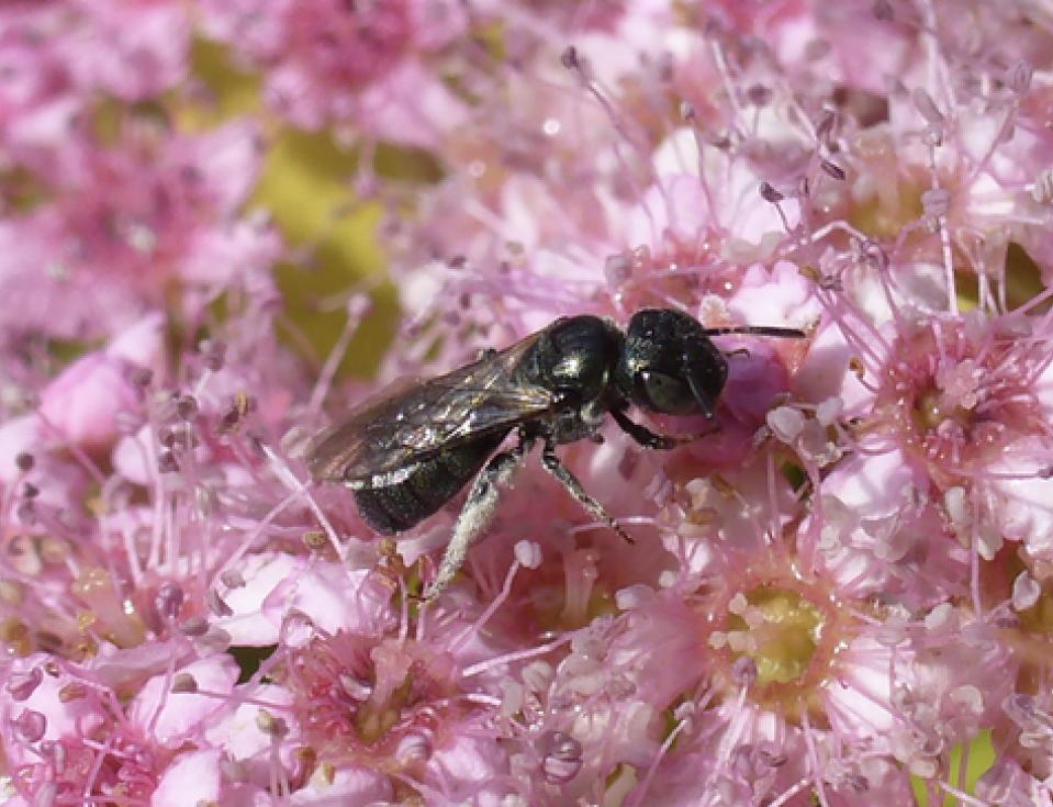 Urban Bees Are More Stressed Out Than Their Suburban Or Rural Sisters