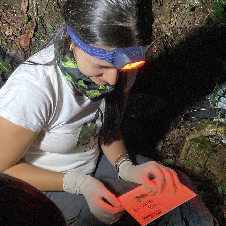 Mistaken Identity: Colombian Glass Frog Actually New To Science