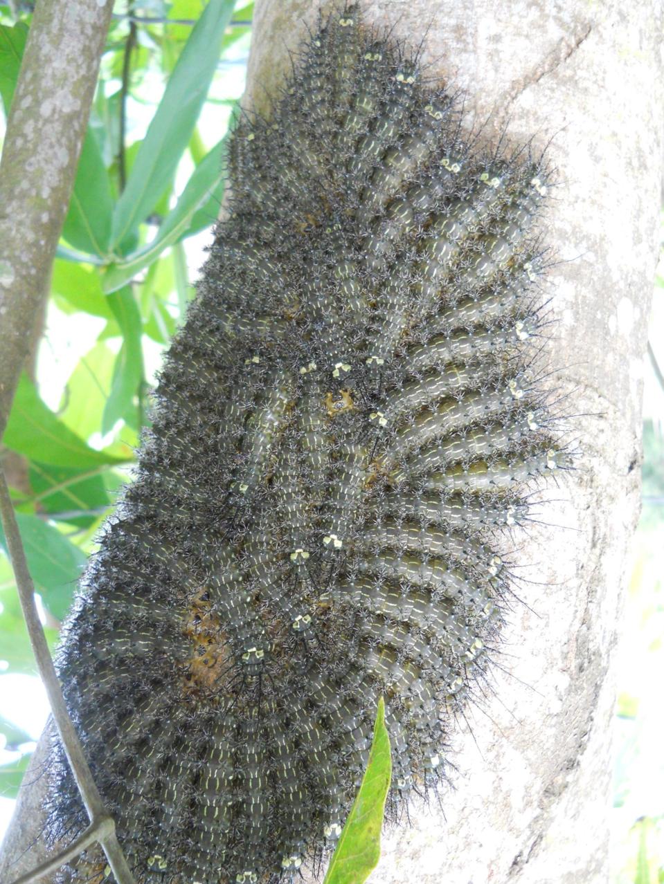 Unlocking The Family Secrets Of Deadly Caterpillars