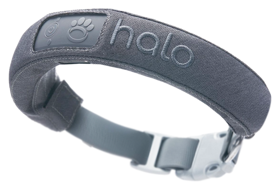 How The Halo Collar Uses Tech To Make Caring For Dogs More Accessible ...