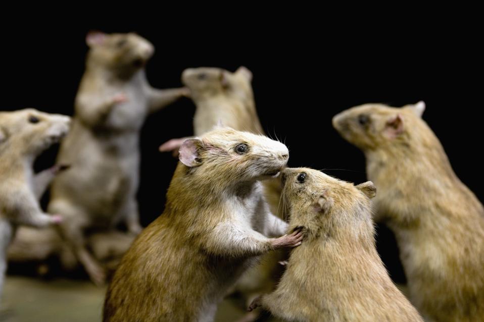 Paris, Infested With Rats, Searches For Friendly Ways To Live With Them