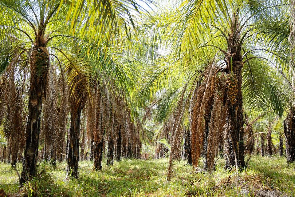 Can Oil From Trees Be The Next Big Thing In Sustainable Energy?