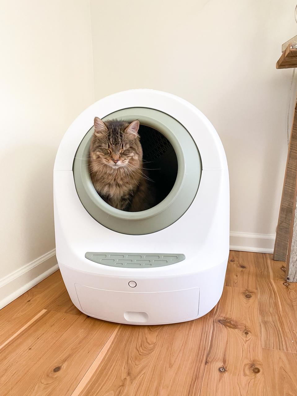 Best self cleaning litter box store