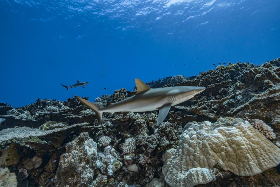 Reef Sharks Face Heightened Extinction Risk